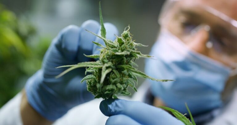 The Benefits of Organic Growing for Cannabis — Anne Cohen Writes